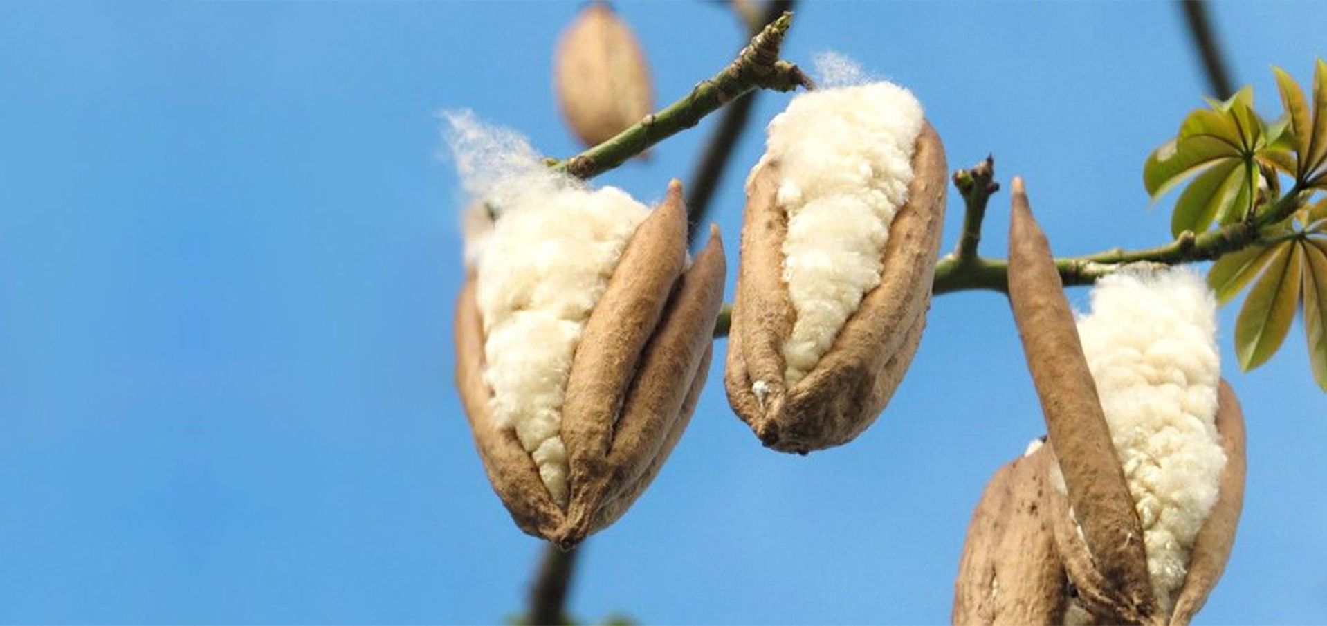 Flocus™ : The Kapok Fiber Hero